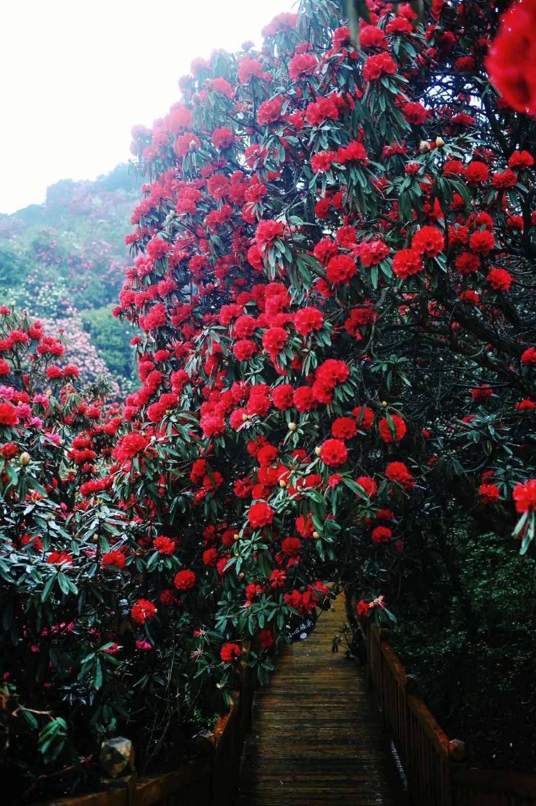 百里杜鹃树,_大山谷图库