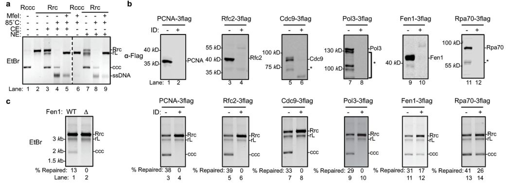 乙肝病毒cccDNA形成机制研究获得突破_rcDNA