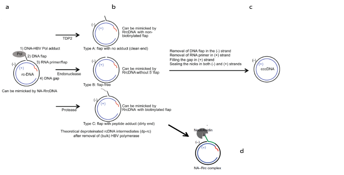 乙肝病毒cccDNA形成机制研究获得突破_rcDNA
