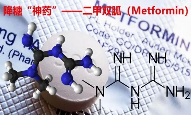 降糖“神药”——二甲双胍（Metformin）_胰岛素
