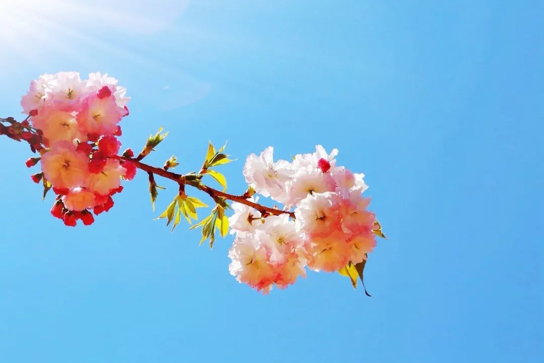 预约成功提醒//你有一张西安外事学院通行证，请查收！-搜狐大视野-搜狐新闻