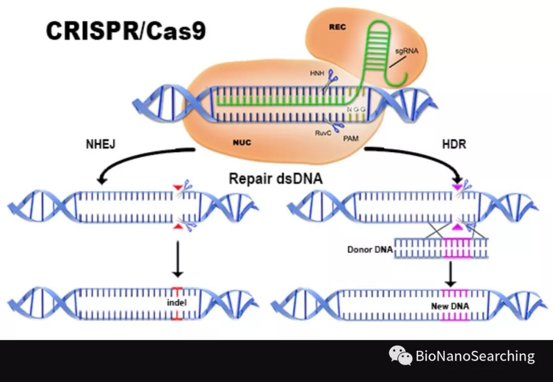 CAS9：CRISPRi/a体系的研究转录调控与基因功能_sgRNA