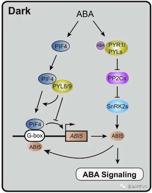 Molecular plant┃中国农业大学李继刚课题组揭示ABA信号转导新机制_in