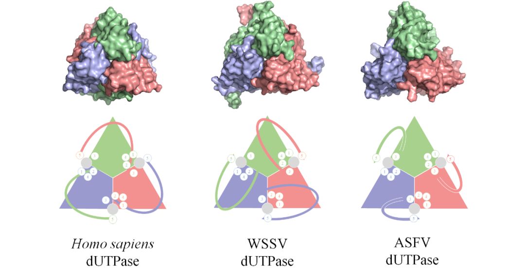 【前沿速递】重磅！南开大学研究团队连续两篇Journal of Virology论文揭示非洲猪瘟病毒关键酶类的三维结构_dUTPase