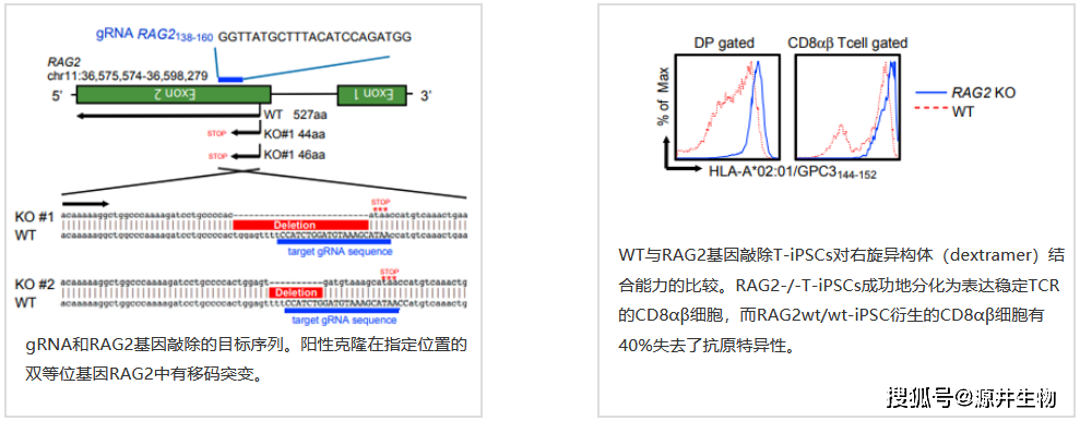 iPSC基因敲除细胞株服务全解读？