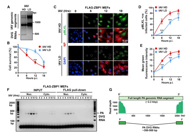 Cell重磅：ZBP1感知流感病毒，还可能协助癌症治疗_细胞