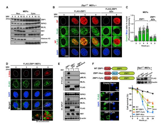 Cell重磅：ZBP1感知流感病毒，还可能协助癌症治疗_细胞