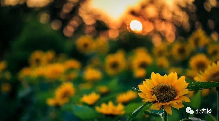 特抱抱微信直播的优惠券、运费模板和发货教程-搜狐大视野-搜狐新闻