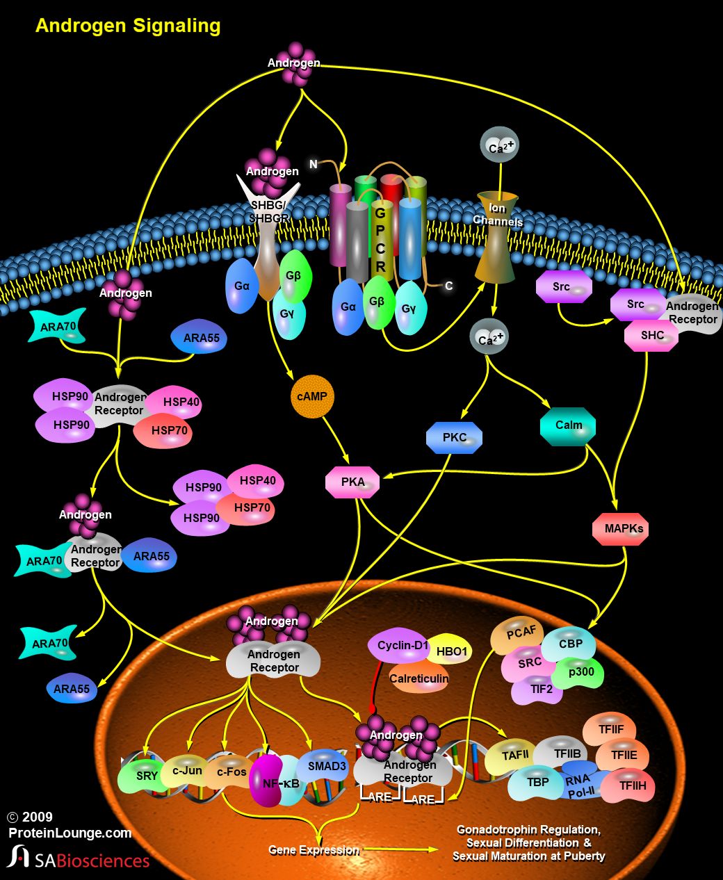 细胞信号通路详解之Androgen信号通路_调节