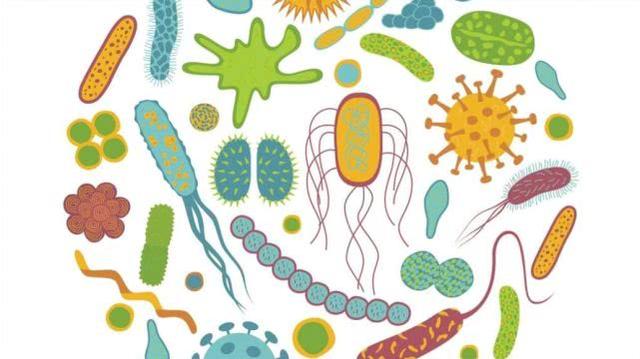 肠道微生物群衰老、现代生活方式和阿尔茨海默病之间的联系（一）_阳性菌