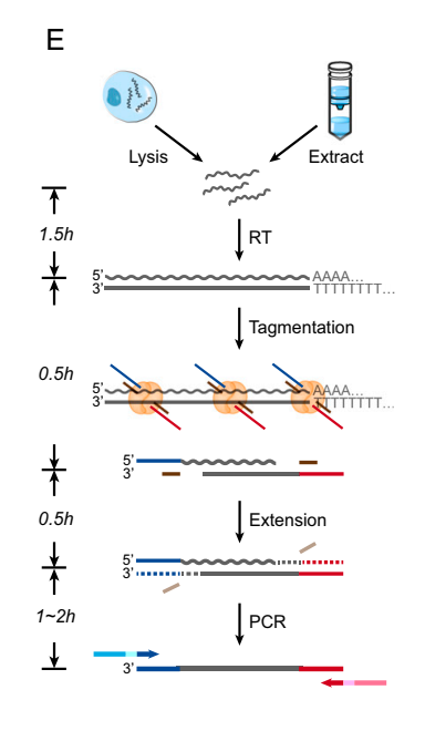 文献解读 | 基于转座酶Tn5的转录组建库，开启极速建库的新时代_RNA-seq