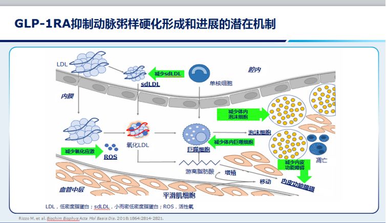 以终为始，GLP-1RA全面干预心血管事件链作用梳理_利拉鲁