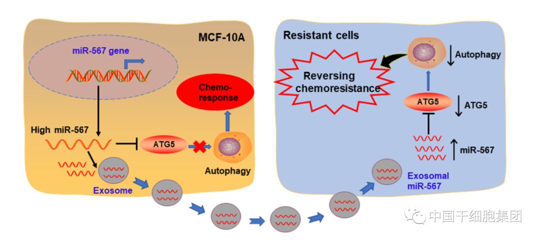 【科技前瞻】Cell Death Dis：外泌体递送miR-567或可逆转曲妥珠单抗耐药性-搜狐大视野-搜狐新闻