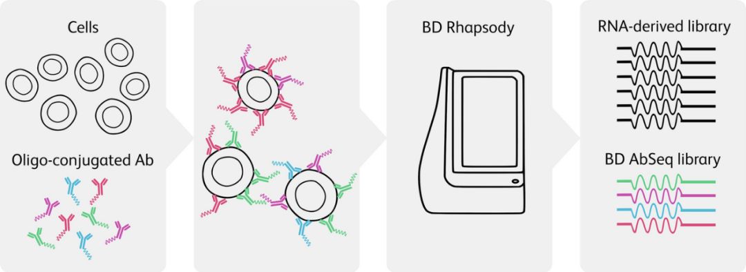 【10分钟读懂BD单细胞平台】“小海胆”邀您收看Rhapsody™ 精彩Webinar！_AbSeq
