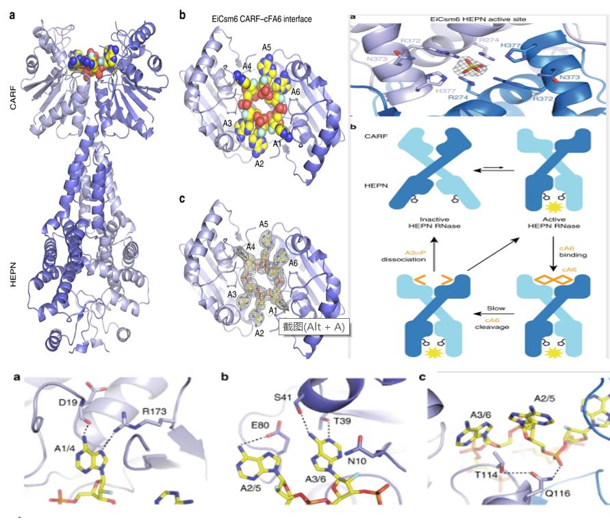 苏黎世大学研究人员揭示 III型CRISPR-Cas系统中Csm6激活及自催化失活的分子机制_复合物