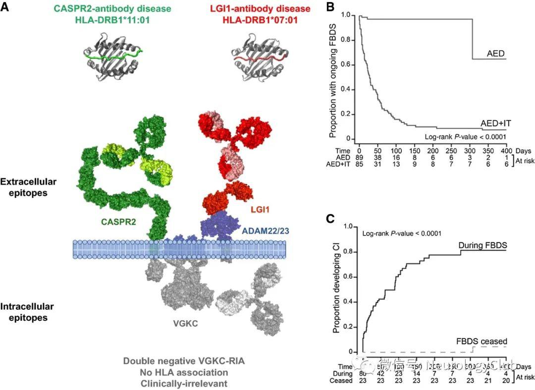 神经综述：神经元表面抗体相关自身免疫性脑炎的管理_诊断