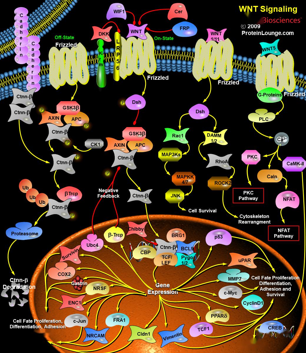 细胞信号通路详解之Wnt信号通路_蛋白