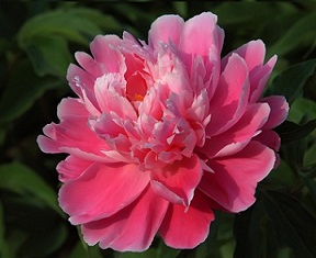芍药提取物Paeonia lactiflora Pall Extract简介--上禾生物简讯_植物