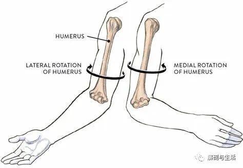 运动解剖学术语：旋转、旋前和旋后（医学英语）_the