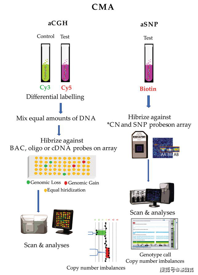 科普 | 染色体微阵列分析技术（Chromosomal Microarray Analysis, CMA）简介-搜狐大视野-搜狐新闻