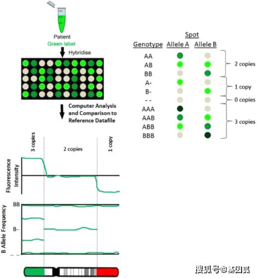 科普 | 染色体微阵列分析技术（Chromosomal Microarray Analysis, CMA）简介_检测