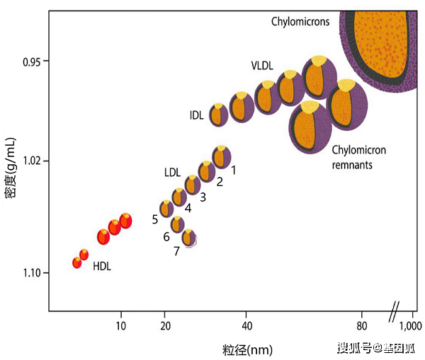 科普 | 低密度脂蛋白（LDL）分型检测：Lipoprint系统_研究