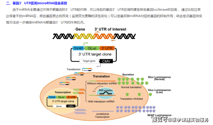 入门级！6种常见报告基因介绍下篇——荧光素酶luc、CAT和β半乳糖苷酶基因_检测