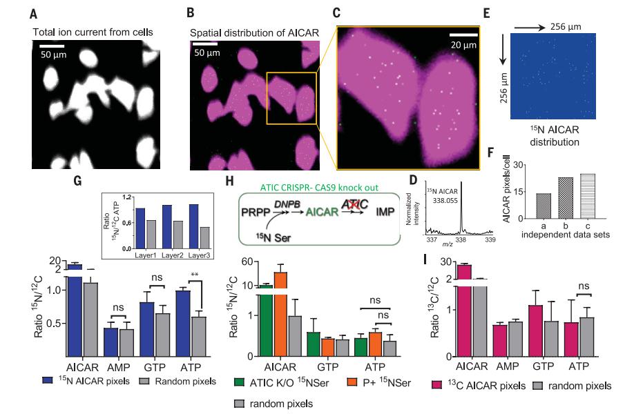 《科学》新论文颠覆教科书！细胞内存在神秘的“代谢室”_途径