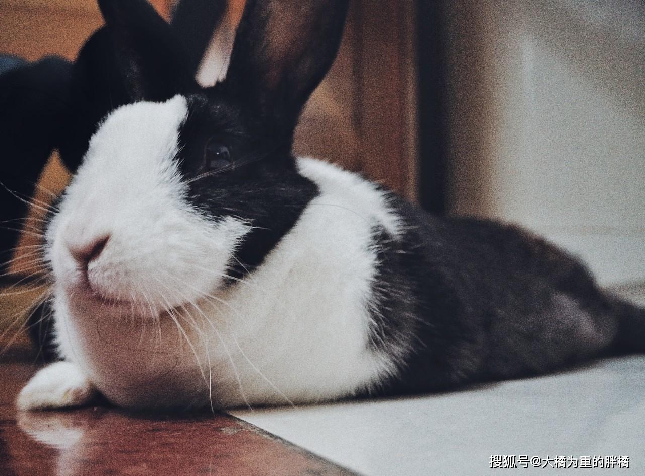 如此多不一样的兔兔，萌点满满任你挑，你最喜欢哪一种？_熊猫兔