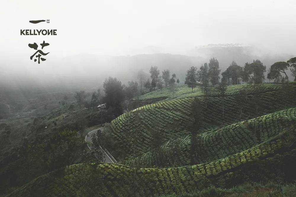 KellyOne诗意茶香,赠您一茶一叶一世界!_奇兰