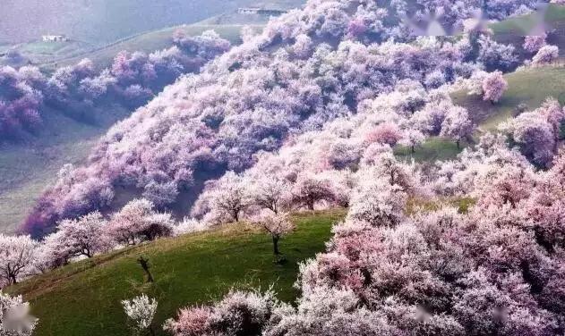 新疆杏花谷！30000亩杏花开成海，美到爆！一组照片惊艳全国~_伊犁