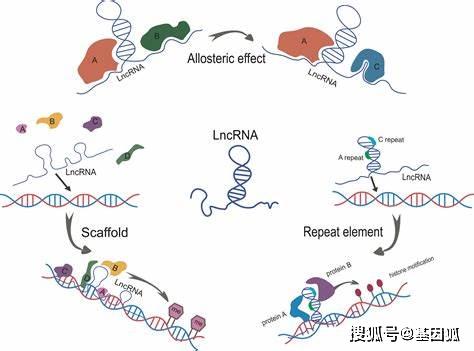 NAR | LncBook长非编码RNA数据库简介_lncRNA