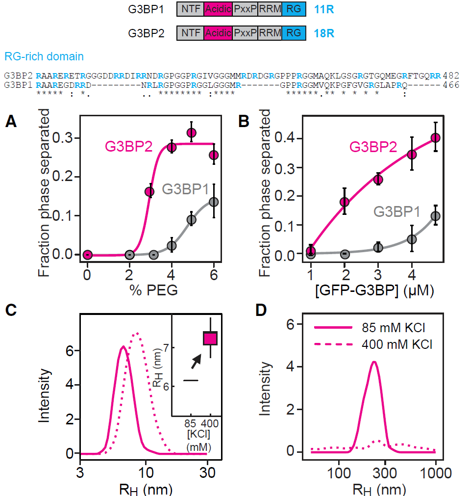 CNS前沿文献追踪-RNA通过改变G3BP1构象驱动相变进行_负电