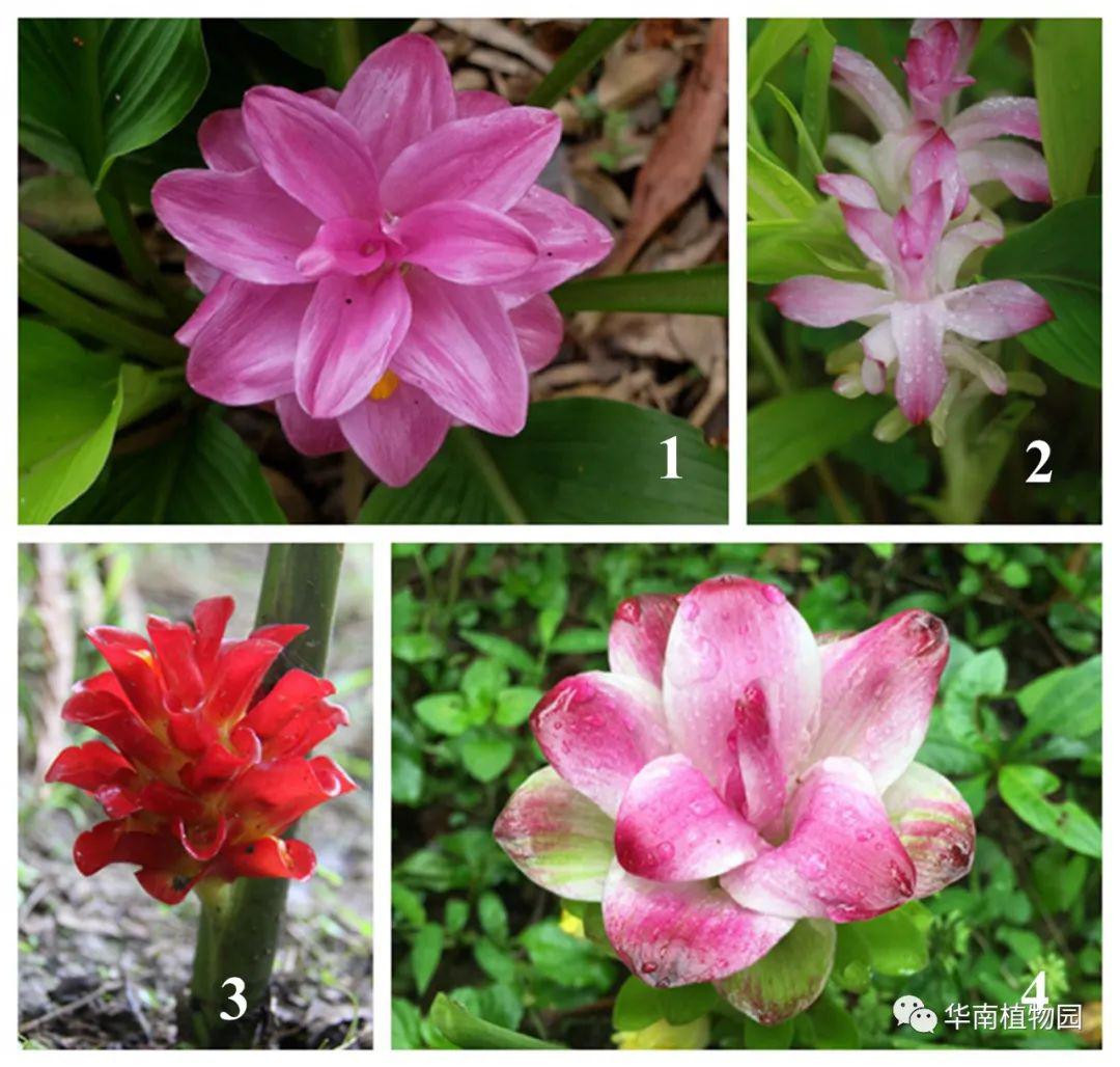 真假花瓣，别样雄蕊_Curcuma