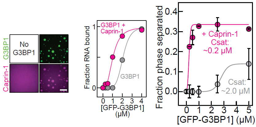 CNS前沿文献追踪-RNA通过改变G3BP1构象驱动相变进行_负电