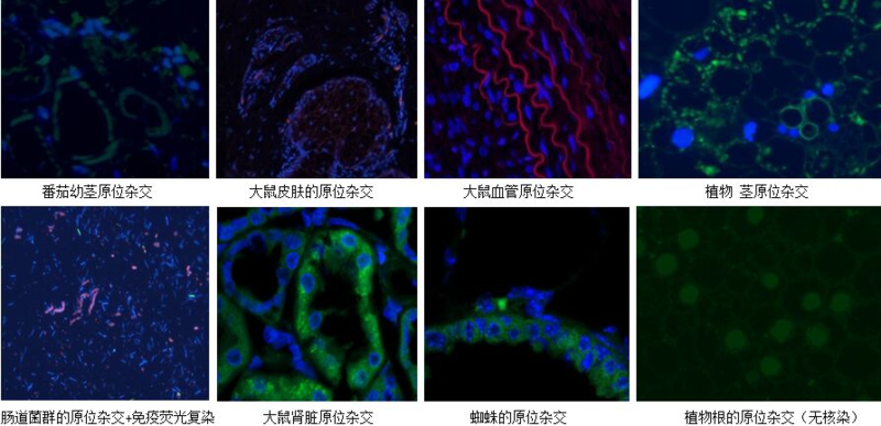 原位杂交ISH实验流程_探针