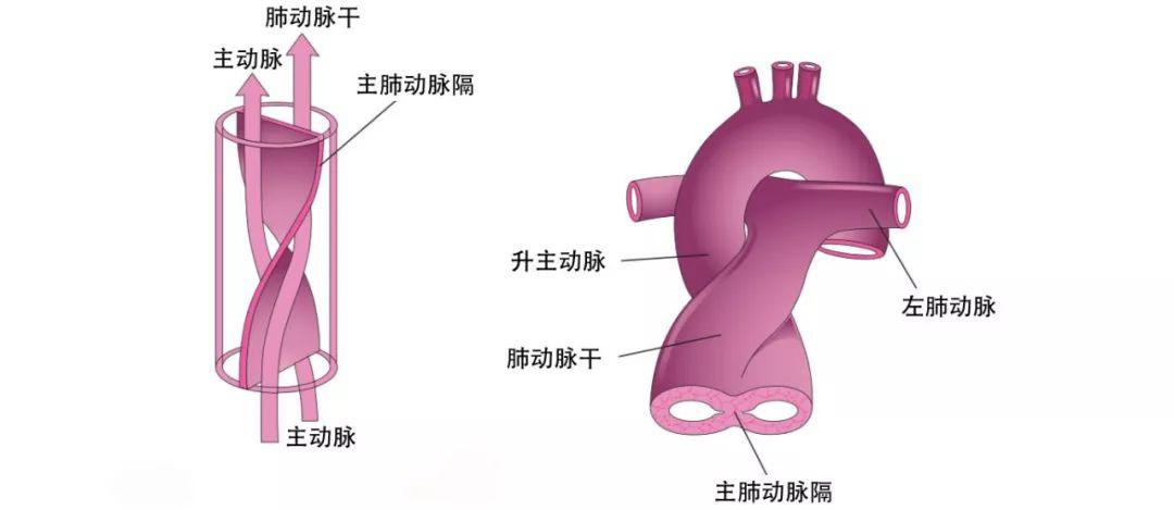 心脏发育的故事从这里开始 | 一篇图文并茂的干货_胚胎