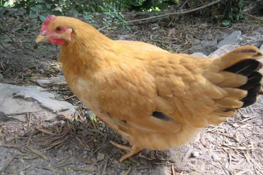This is the "most honorable" chicken. The name was given by the emperor ...