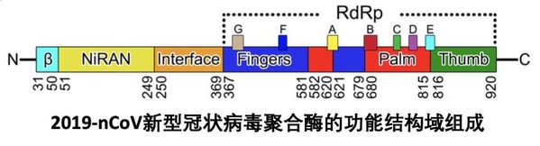 科普 | 科学家揭示SARS-CoV-2 RNA依赖的RNA聚合酶（RdRp）低温电子显微结构_nsp
