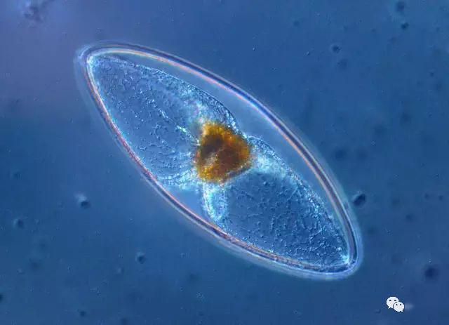 单细胞海藻,单细胞藻类,单细胞(第2页)_大山谷图库