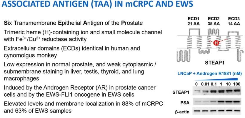 新靶点，新平台：安进创新双抗AMG 509（STEAP1xCD3）闪耀2020 AACR_Xmab