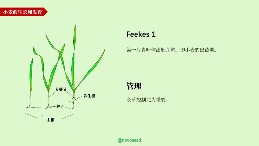 小麦的一生_麦苗