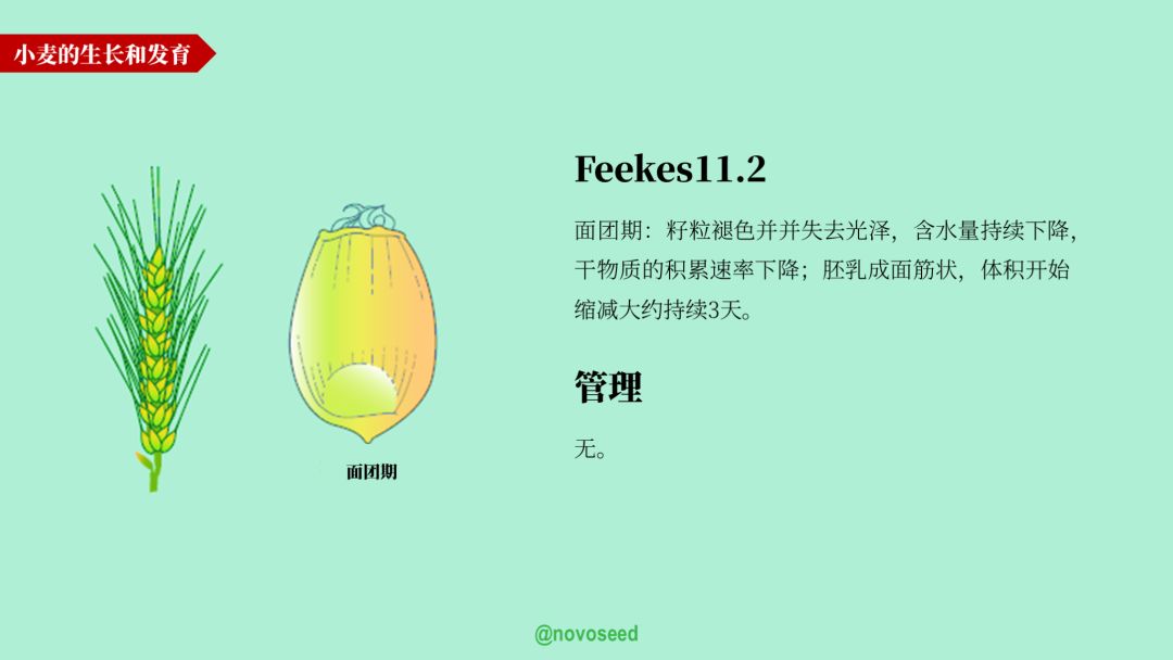 小麦的一生_麦苗