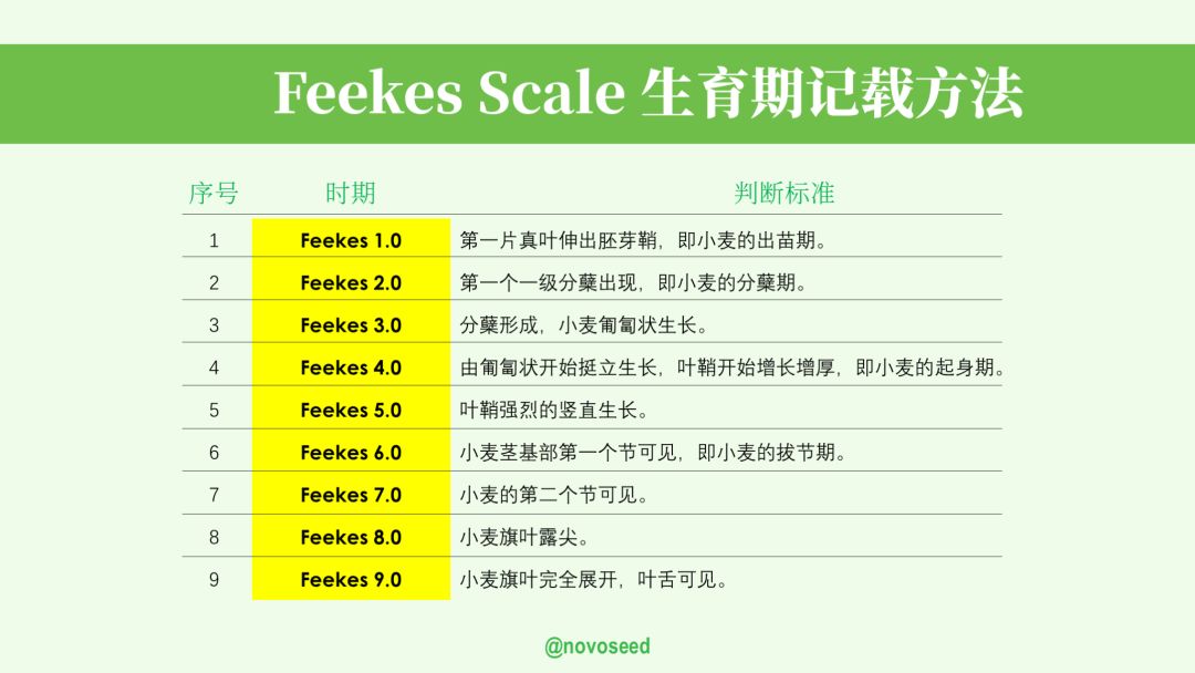 小麦的一生_麦苗