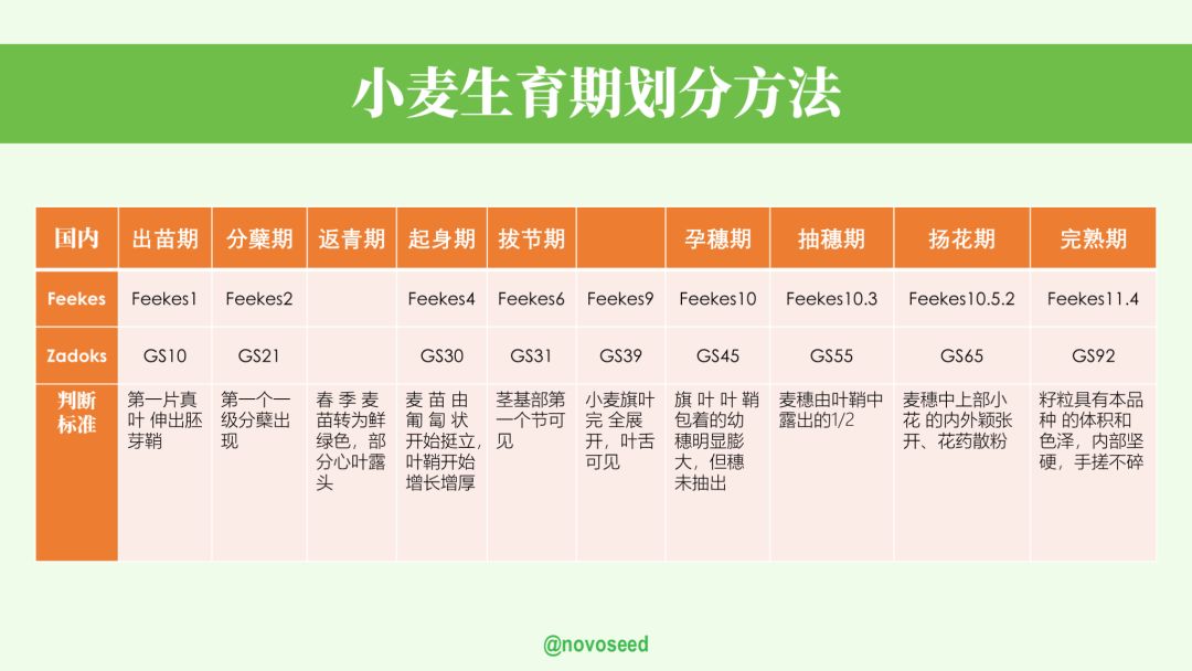 小麦的一生_麦苗