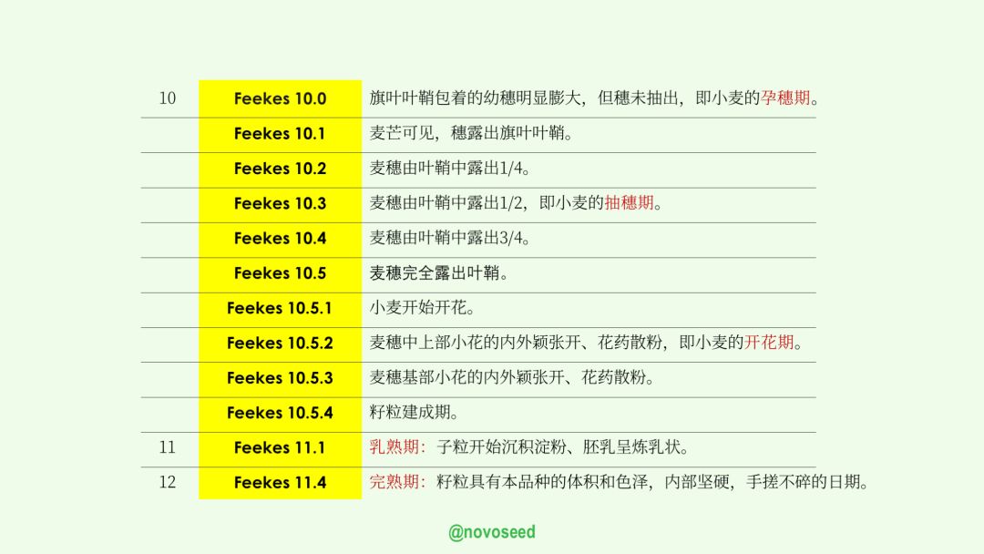 小麦的一生_麦苗