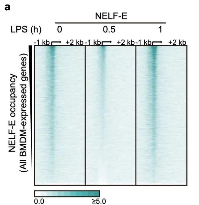 清华大学免疫所胡小玉课题组发文探究负向转录延伸因子复合物NELF在巨噬细胞活化过程中的动态变化及其作用机制_Pol