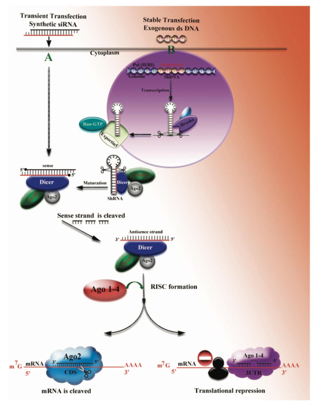 驾驭基因表达调控（5）如何设计沉默效率更好的 siRNA？_序列