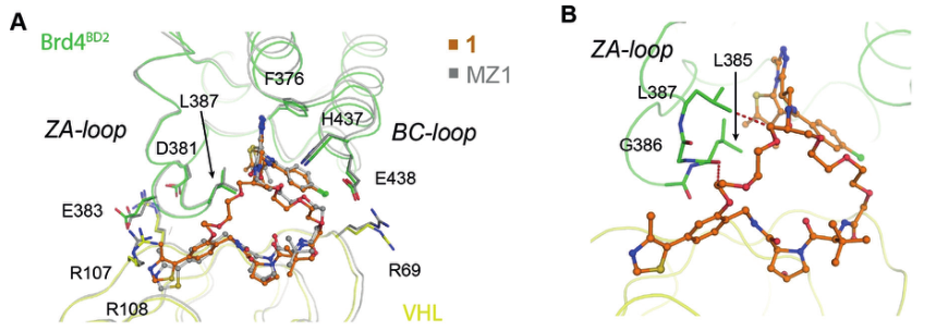 Angew Chem | 计算模拟设计大环PROTAC分子_蛋白