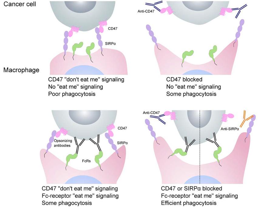 CD47最新综述 | 巨噬细胞免疫检查点阻断：基于临床试验结果和CD47-SIRPα结构功能的回顾与展望_信号
